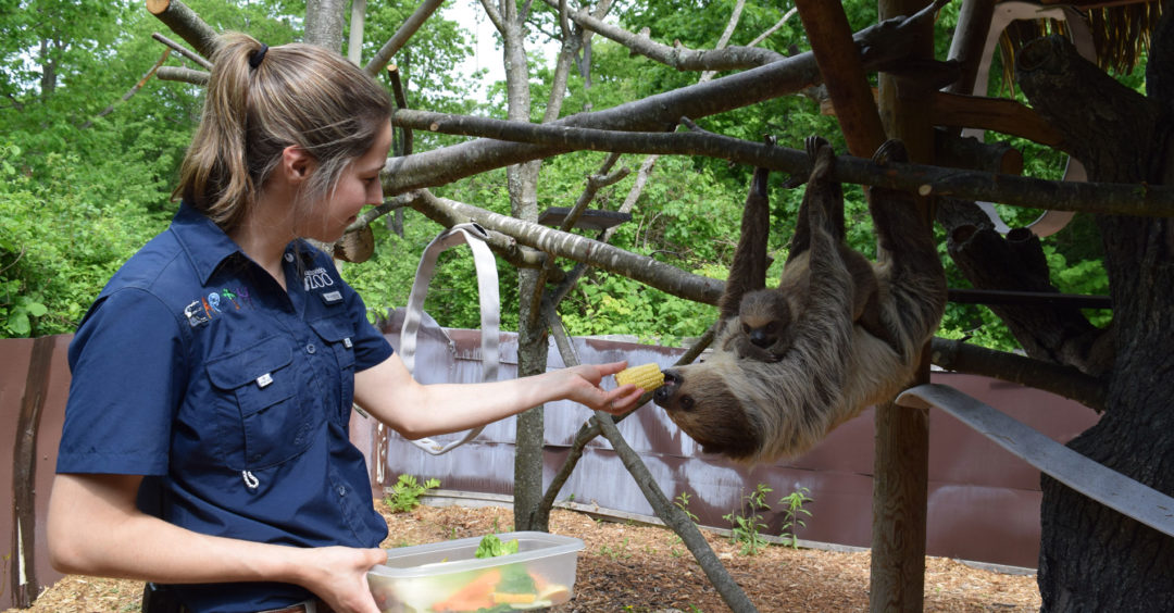 Sloth Encounters - EARTH Ltd.