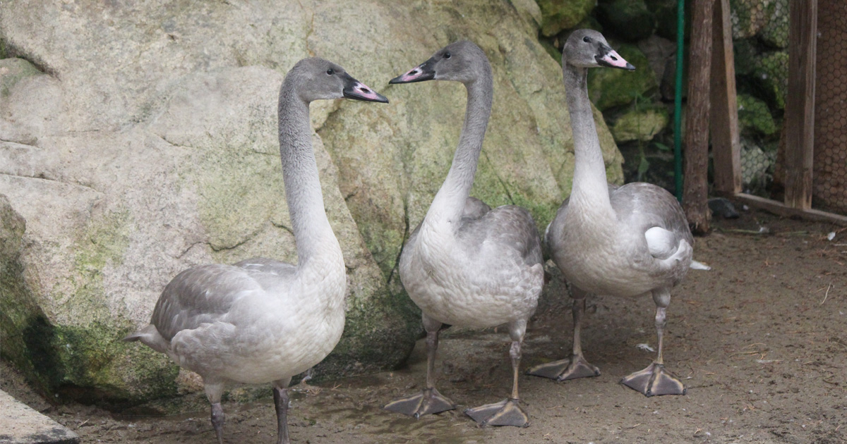 Trumpeter Swan Project - EARTH Ltd.